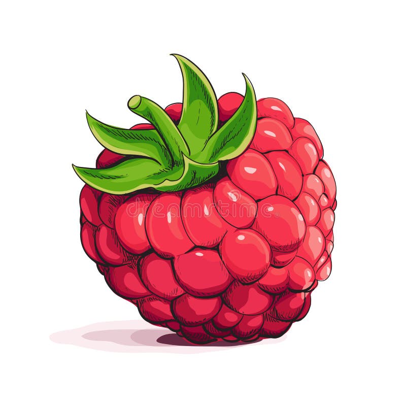 Ripe raspberry stock illustration. Illustration of food - 39576523