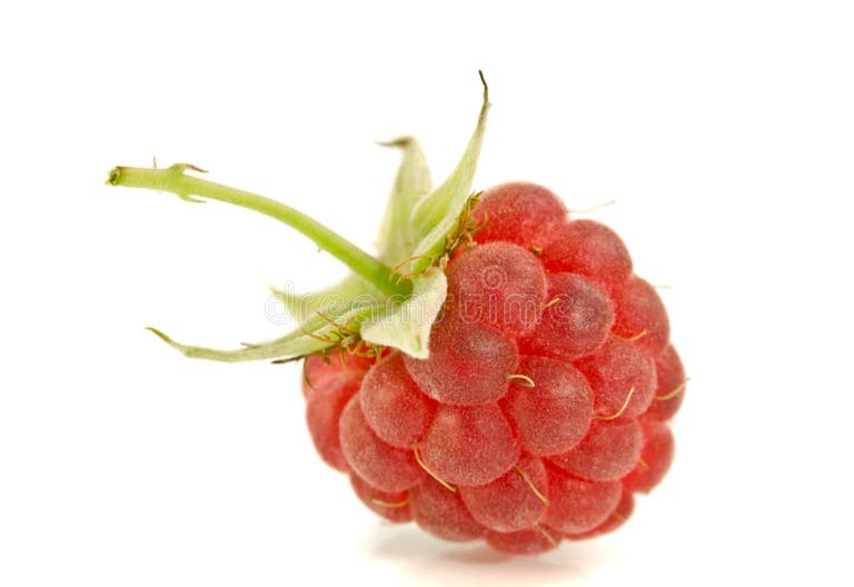 Ripe raspberry stock image. Image of plump, food, grow - 32968297