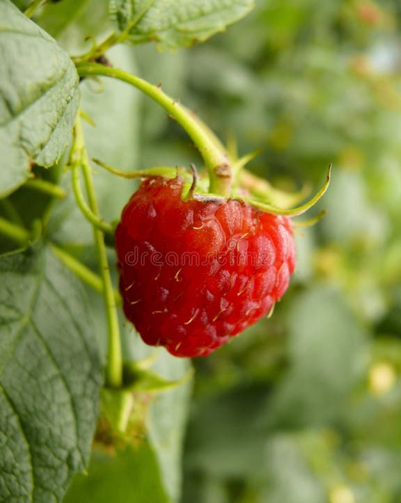 Ripe raspberry fruit stock photo. Image of berry, delicious - 6113496