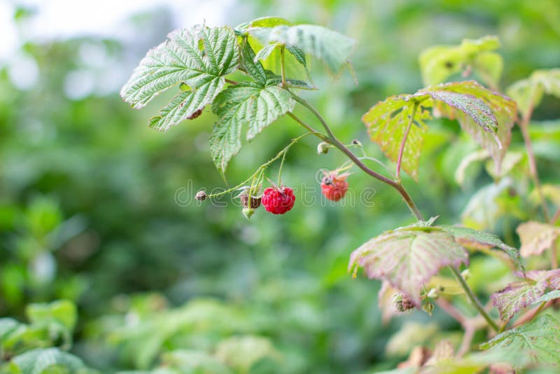 Ripe Raspberry in the Fruit Garden. Raspberry Bushes with Ripe Berries ...