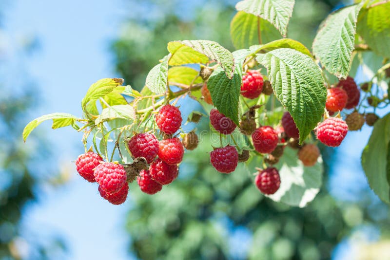 Ripe Raspberry in the Fruit Garden. Raspberry Bushes with Ripe Berries ...