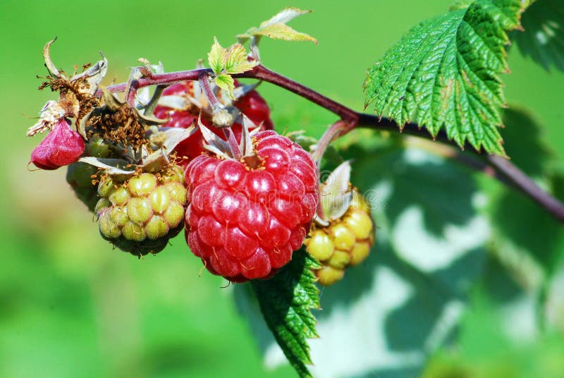 Ripe Raspberry in the Fruit Garden Stock Image - Image of leave ...