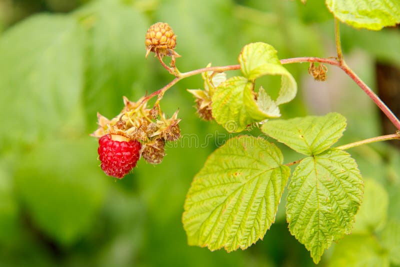 Ripe Raspberry in the Fruit Garden. Selective Focus. Stock Image ...