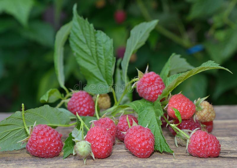 Ripe raspberry stock image. Image of plant, food, harvest - 58576333