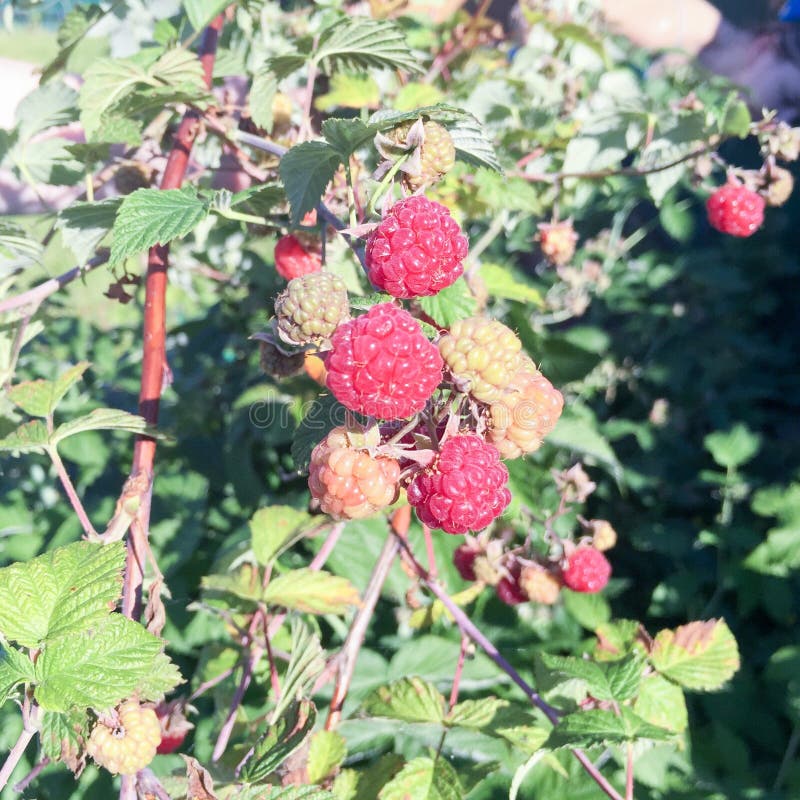 Raspberry stock image. Image of raspberries, berry, food - 80398163