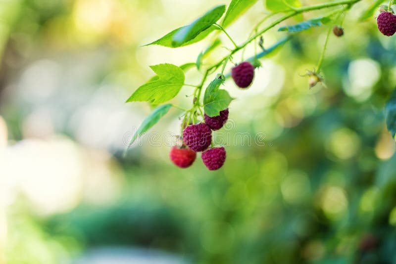 Ripe Raspberry Hanging on a Branch Stock Photo - Image of green ...
