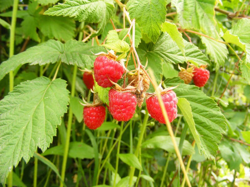 Ripe Raspberry, Hanging on a Bush Stock Photo - Image of bright ...