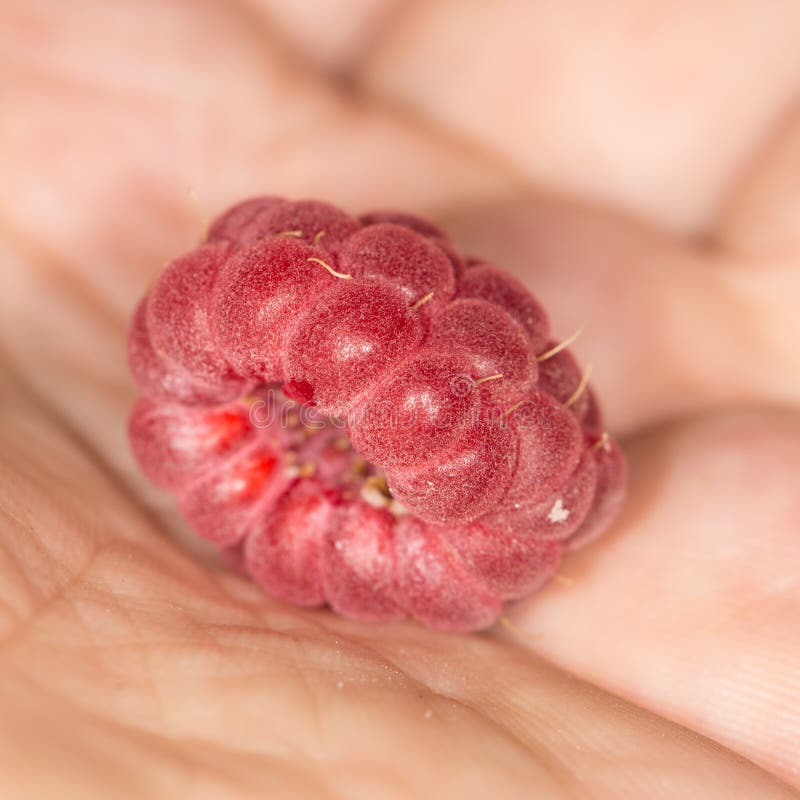 Ripe raspberry in her hand stock photo. Image of cutout - 101028808
