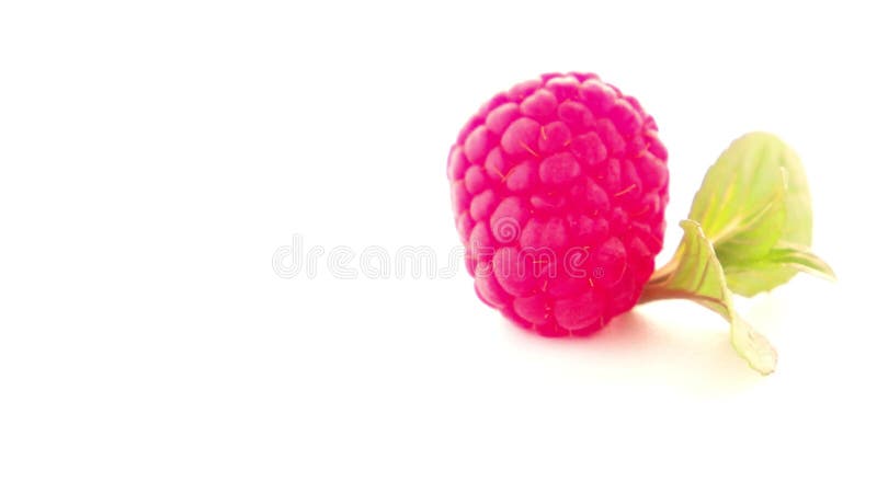 Ripe raspberry with leaf stock footage. Video of juice - 321856800