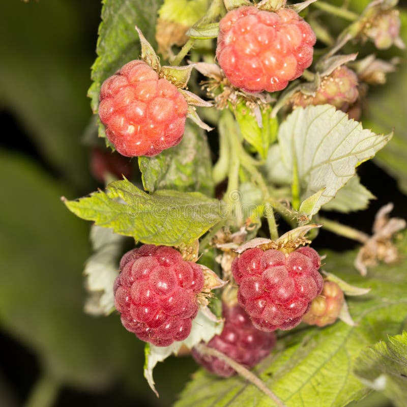 Ripe raspberry in nature stock image. Image of growth - 101028169