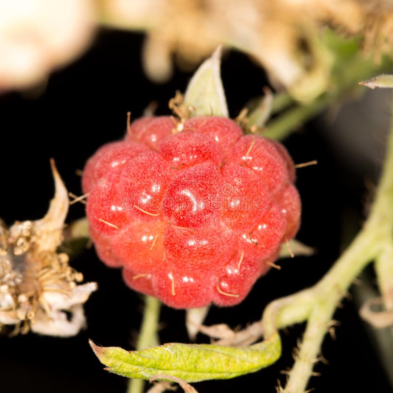 Ripe raspberry in nature stock photo. Image of ripe - 101028050