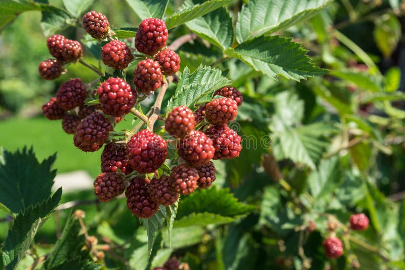 Ripe Raspberry Rubus Idaeus Stock Image - Image of hanging, closeup ...