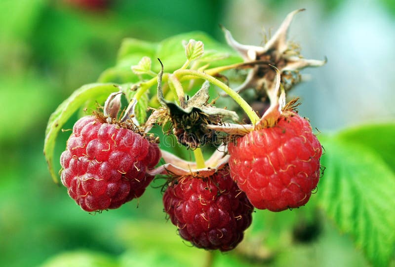 Ripe Raspberry in the Summer. Berry Mood Stock Photo - Image of diet ...
