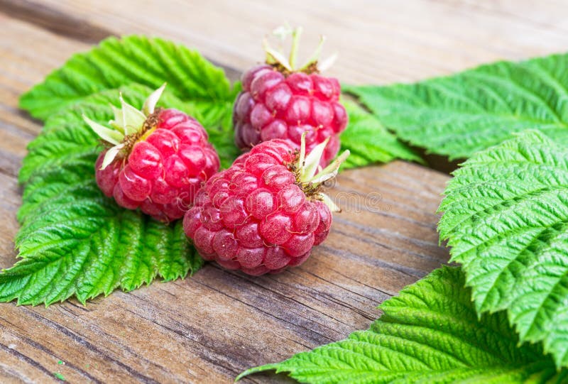 Ripe raspberry stock image. Image of organic, outdoors - 44740269