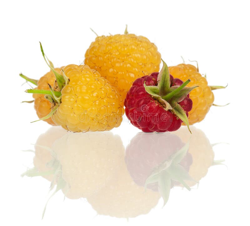 Ripe raspberry stock photo. Image of closeup, harvest - 46949276