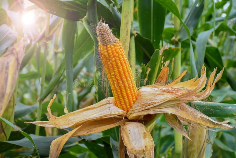 Ripe maize or corn plants stock photo. Image of golden - 197891528 Ripe maize or corn plants stock photo. Image of golden - 197891528