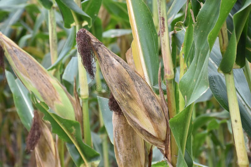 Ripe maize or corn plants stock photo. Image of food - 198438522 Ripe maize or corn plants stock photo. Image of food - 198438522