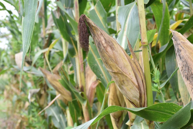 Ripe maize or corn plants stock image. Image of ingredient - 198438593 Ripe maize or corn plants stock image. Image of ingredient - 198438593