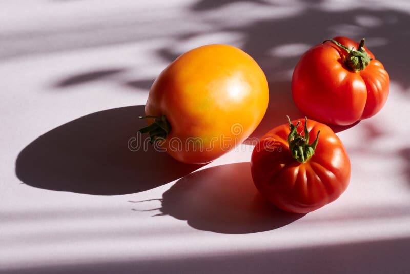 Ripe Raw Organic Tomato on the Background. Hard Light, Sharp Shadows ...