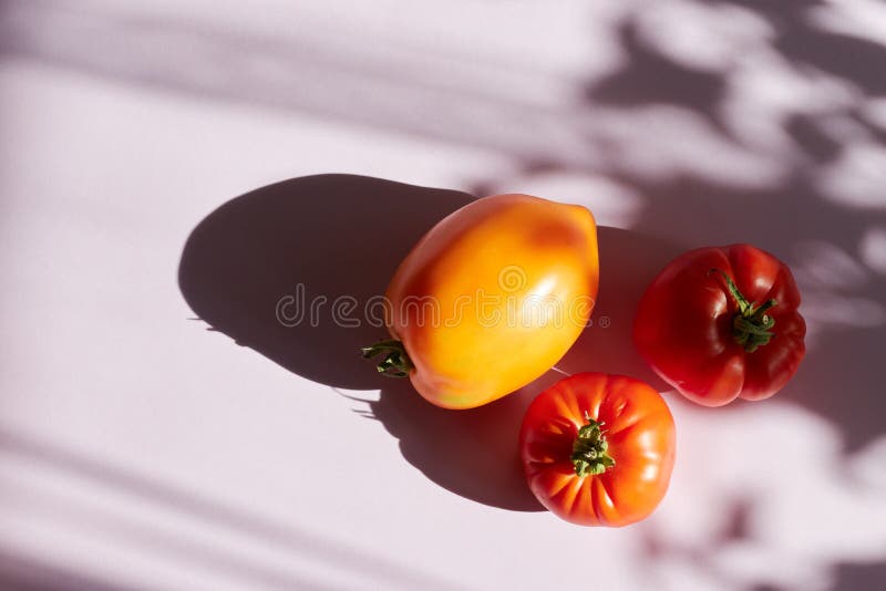 Ripe Raw Organic Tomato on the Background. Hard Light, Sharp Shadows ...