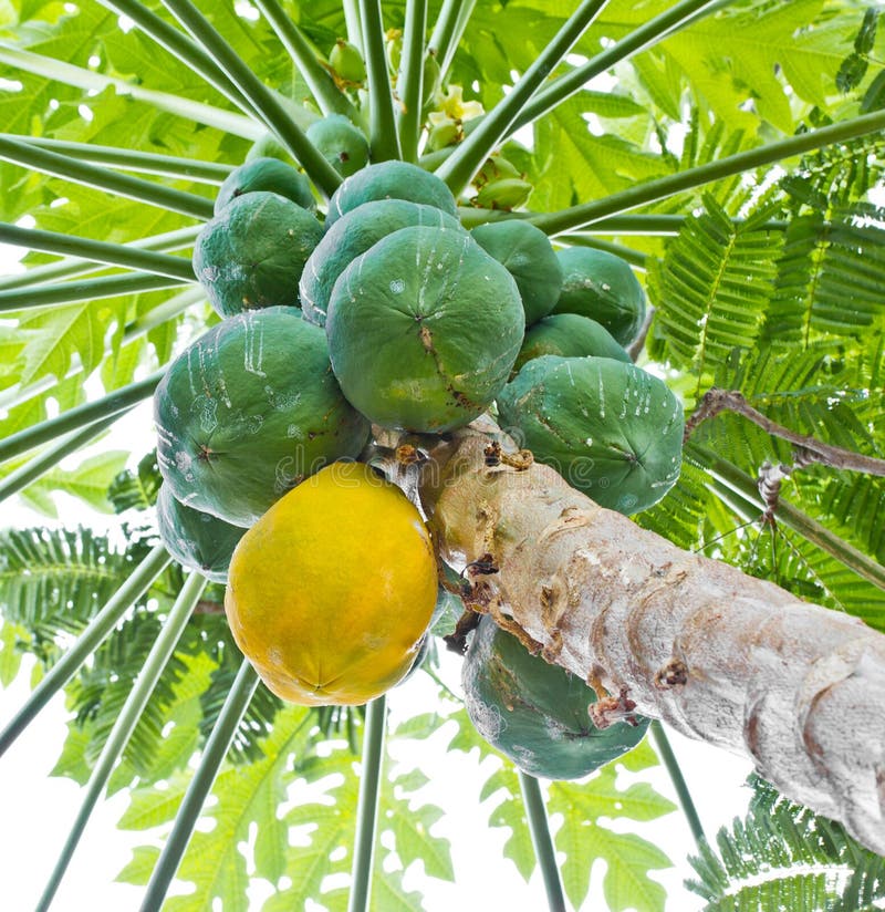 Ripe and raw papaya fruit. stock image. Image of orchard - 37482103