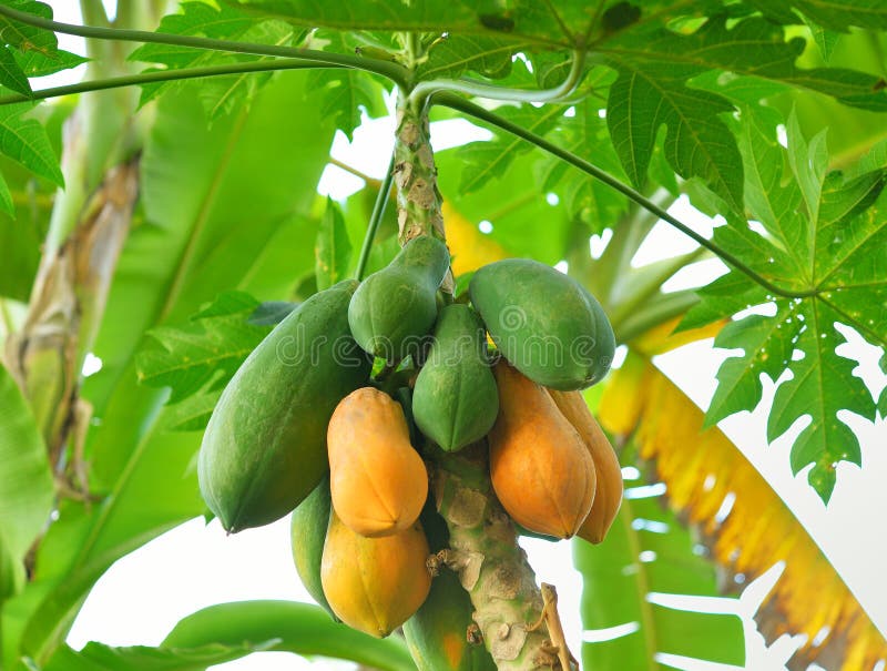 Ripe and Raw Papaya on the Tree. Stock Photo - Image of garden, asia ...