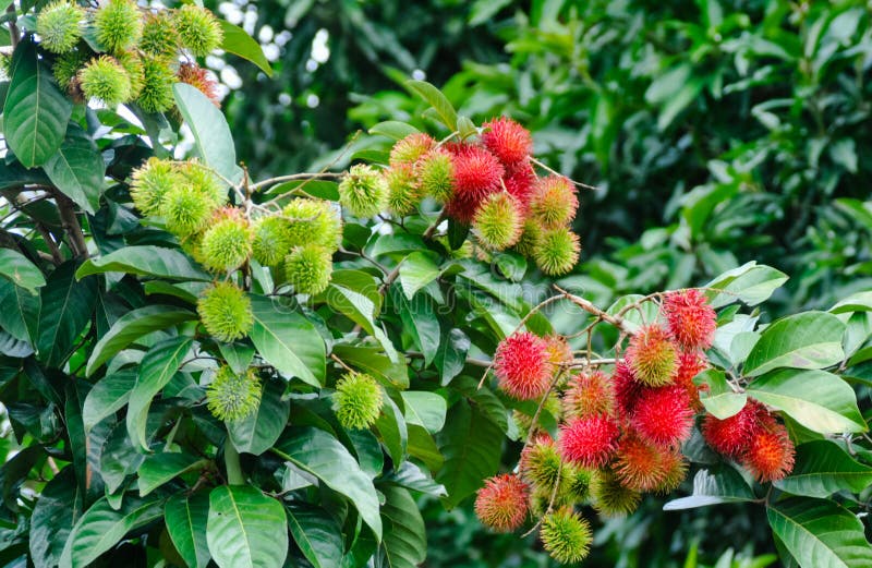 The Ripe and Raw Rambutan Fruits Stock Photo - Image of evergreen, ripe ...