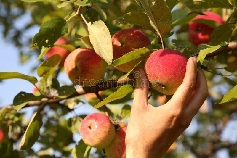 Ripe red apple stock photo. Image of autumn, fruits, nature - 10572524