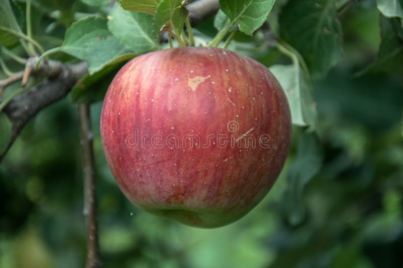 Ripe red apple stock photo. Image of large, head, pokuki - 85833540