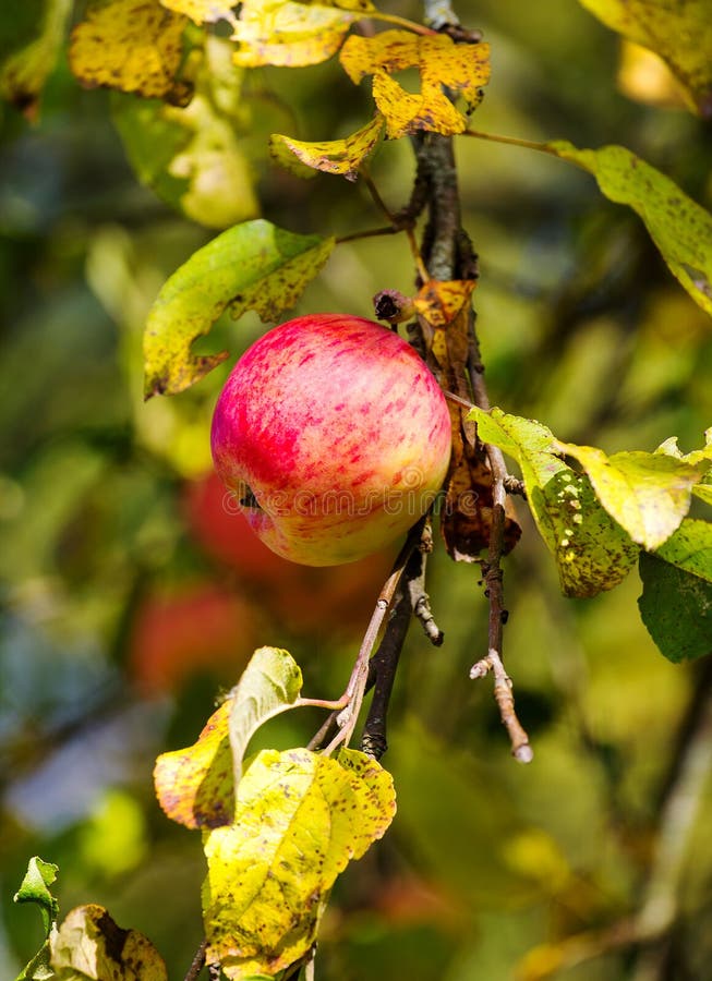 Ripe red apple on branch stock image. Image of apple - 117426219