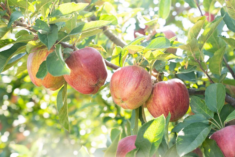 Ripe Red Apple on a Branch of an Apple Tree Stock Image - Image of ...