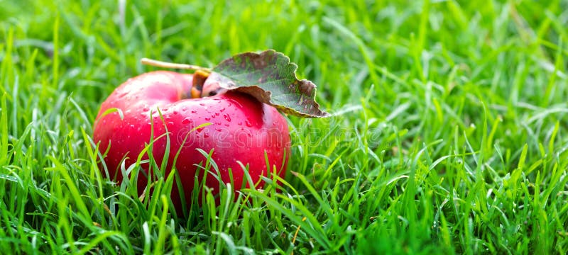 Ripe Red Apple from the Garden on the Grass. Apple Harvest Stock Image ...