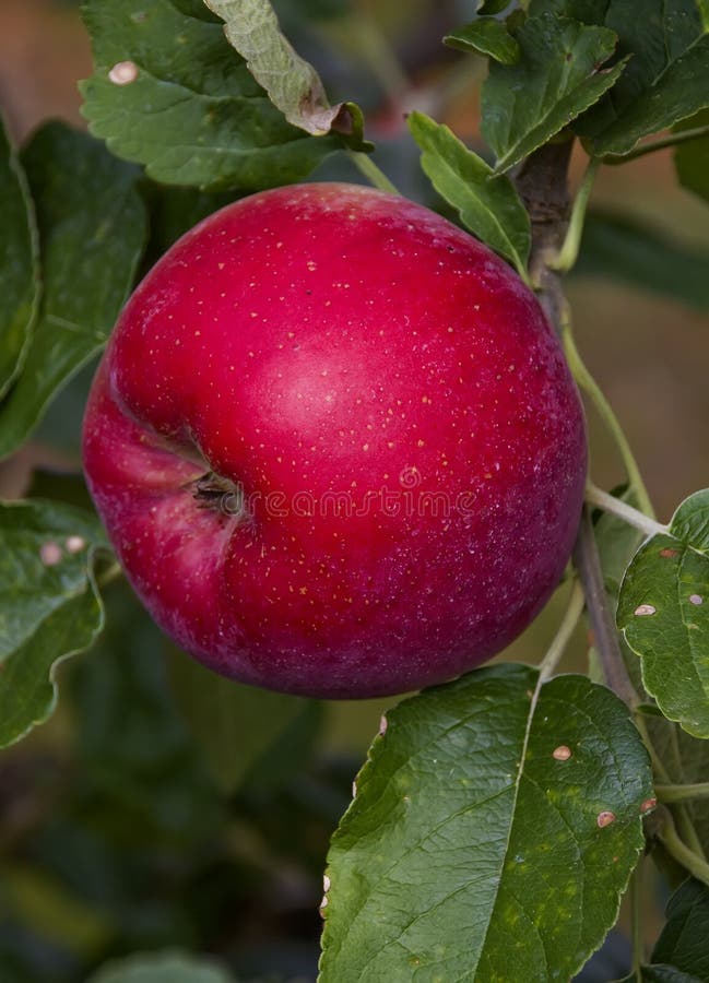 Ripe red apple stock photo. Image of plentiful, nutrition - 78010562