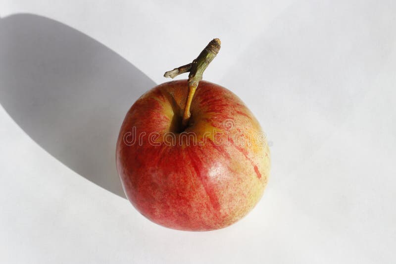 Ripe Red Apple Lit by Sunlight on White Stock Image - Image of crop ...