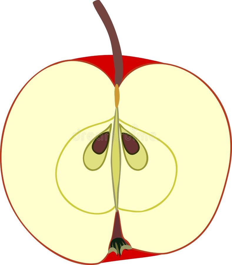 Longitudinal Section of an Embryo, Vintage Illustration Stock Vector ...