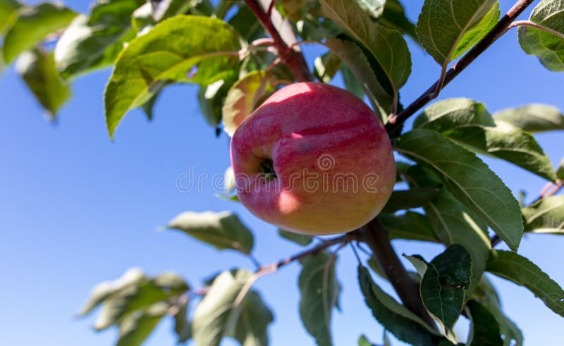 Ripe Red Apple on a Tree Branch in Summer. Stock Photo - Image of tree ...