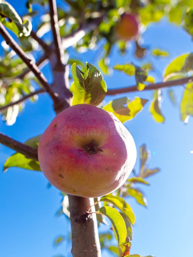 Ripe Red Apple on a Tree Branch in Summer. Stock Photo - Image of ...