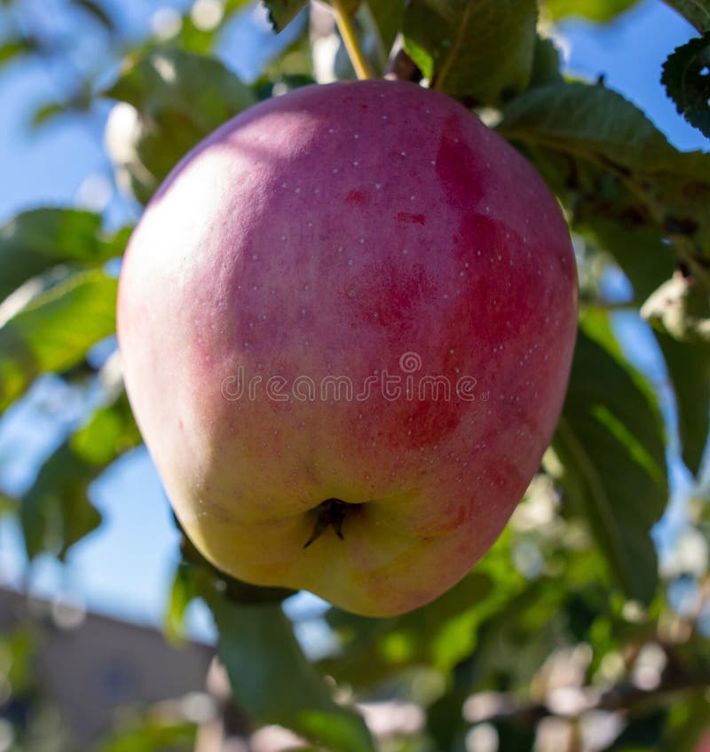 Ripe Red Apple on a Tree Branch in Summer. Stock Image - Image of ...