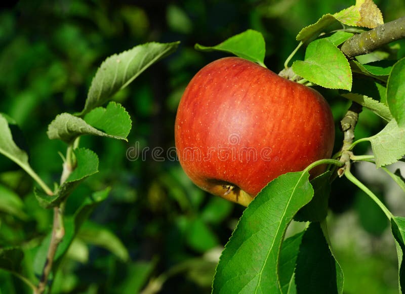 Ripe Red Apple on a Tree among the Green Leaves Stock Image - Image of ...