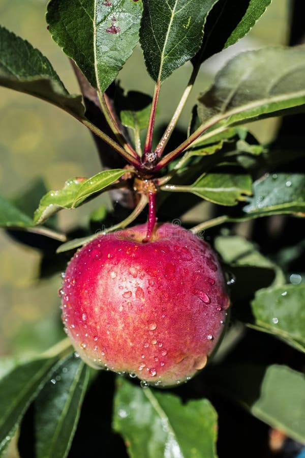 Ripe Red Apple with Water Drops Hanging from Tree Branch with Green ...