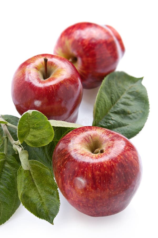 Ripe red apples stock photo. Image of fruit, crop, lifestyle - 1169154