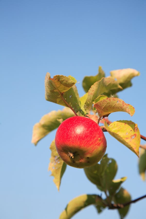 Ripe red apples stock image. Image of close, freshness - 15787539