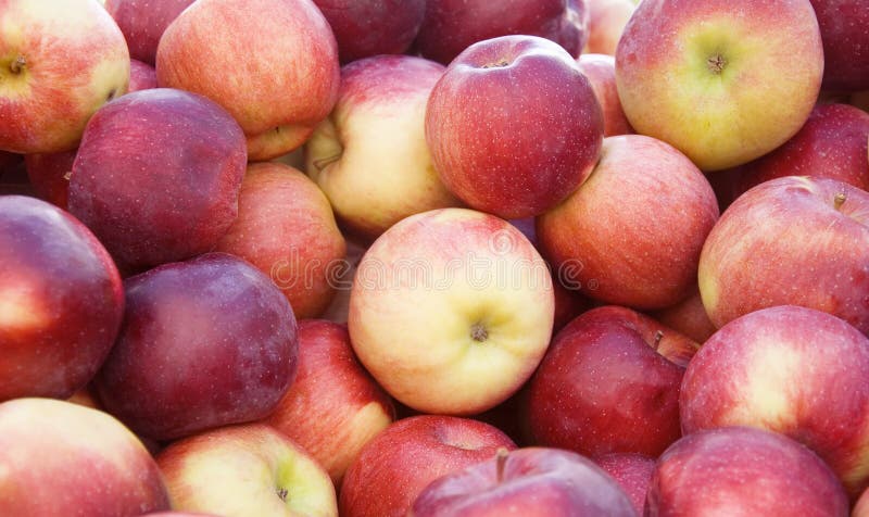 Ripe red apples stock image. Image of dieting, color - 20228927