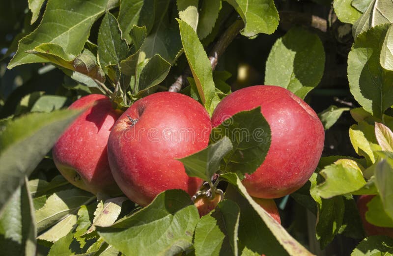 Ripe Red Apples in an Apple Plantation Stock Photo - Image of seasonal ...
