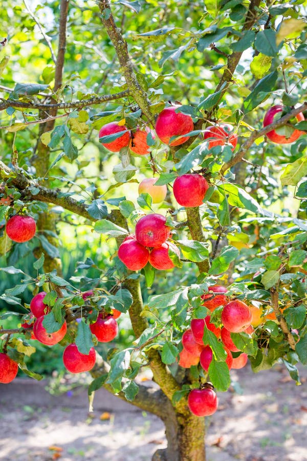 Ripe Red Apples on Apple Tree in Garden. Summer Harvest Apples Stock ...