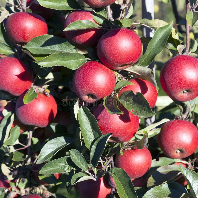 Ripe Red Apples on Apple Tree in Sunshine Ready for Harvest Stock Image ...