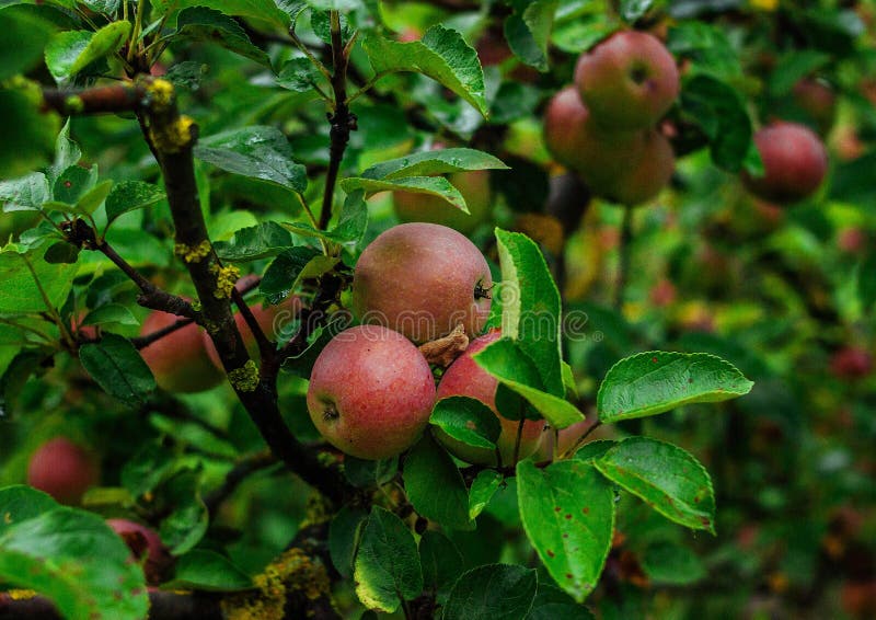 Ripe Red Apples on a Branch Stock Image - Image of outdoor, nature ...