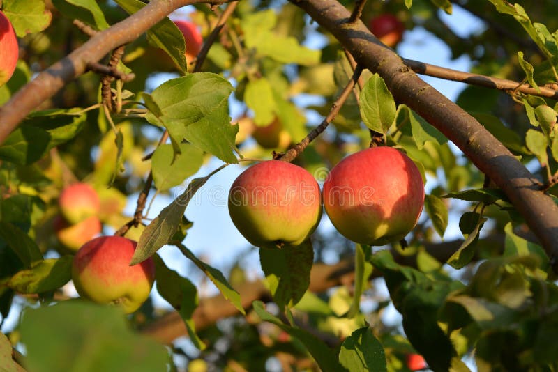 Ripe Red Apples on the Branches of Apple Tree in Sunny Summer Evening ...
