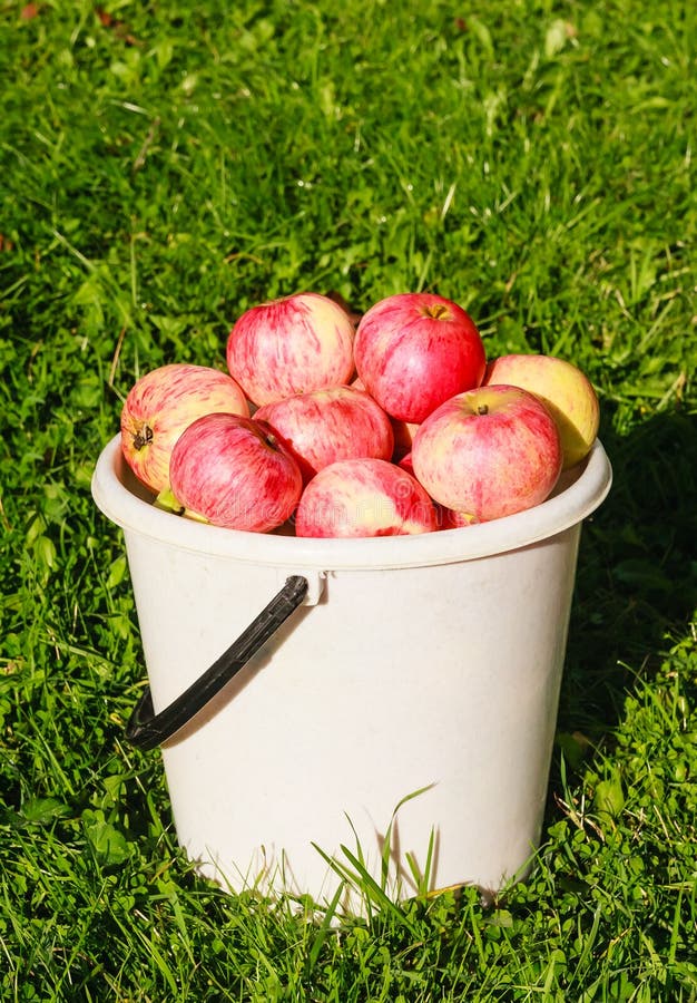 Ripe Red Apples in a Bucket Stock Photo - Image of garden, juicy: 60399864