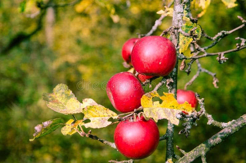 Ripe red apples stock image. Image of apple, healthy - 76149503
